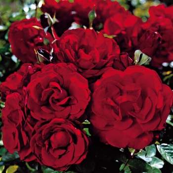 Buy Roses 365 -Jackson & Perkins