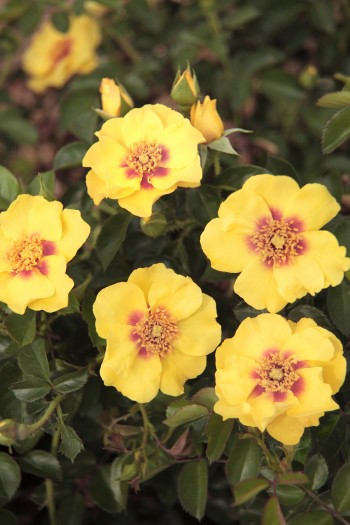 Buy Roses 365 -Eyeconic®