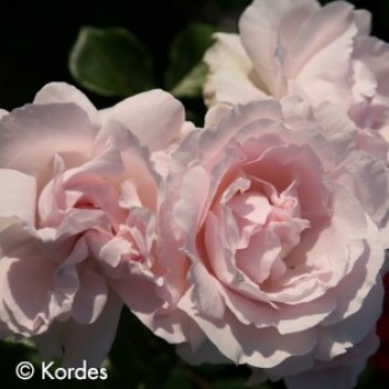 Buy Roses 365 -Parfuma®