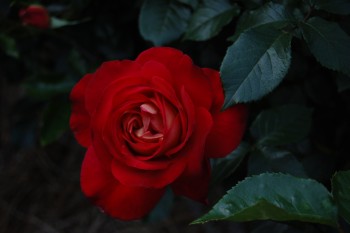 Buy Roses 365 -Misc. Shrubs