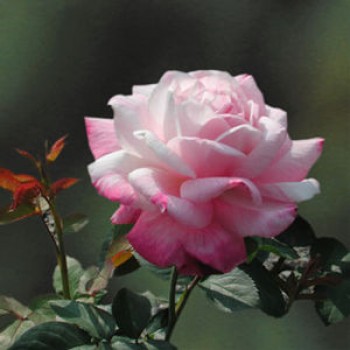 Buy Roses 365 -Smooth Touch™