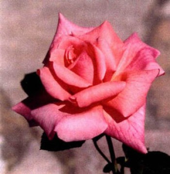 Buy Roses 365 -Smooth Touch™