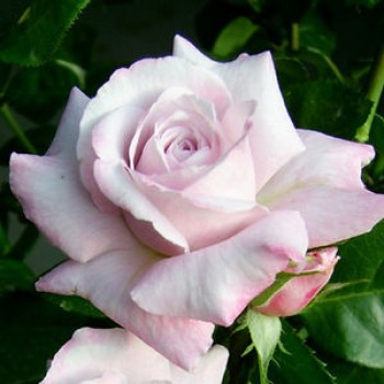 Buy Roses 365 -Smooth Touch™