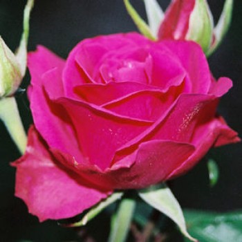 Buy Roses 365 -Smooth Touch™