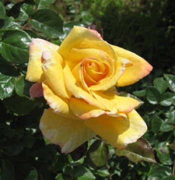 Buy Roses 365 -Smooth Touch™