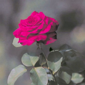 Buy Roses 365 -Smooth Touch™