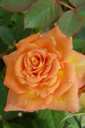 Buy Roses 365 -Sunrosa®