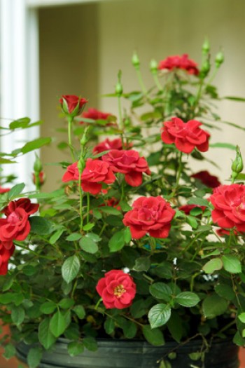Buy Roses 365 -Sunrosa®
