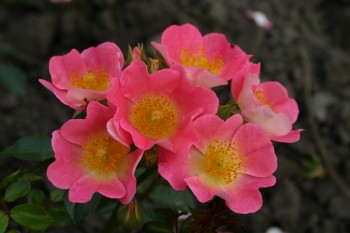 Buy Roses 365 -Vigorosa®